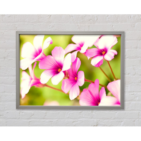 Ebern Designs Purple Verbena - Einzelner Bilderrahmen Kunstdrucke auf Leinwand | Wayfair.de